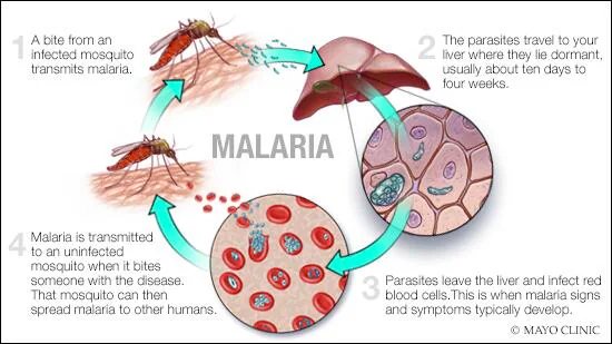 Malaria and typhoid continue to challenge students – The Standard Digital